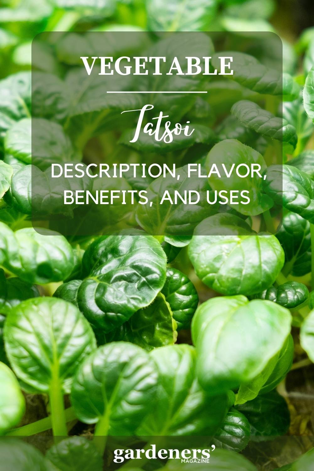 Tatsoi: Description, Flavor, Benefits, And Uses - Gardeners' Magazine