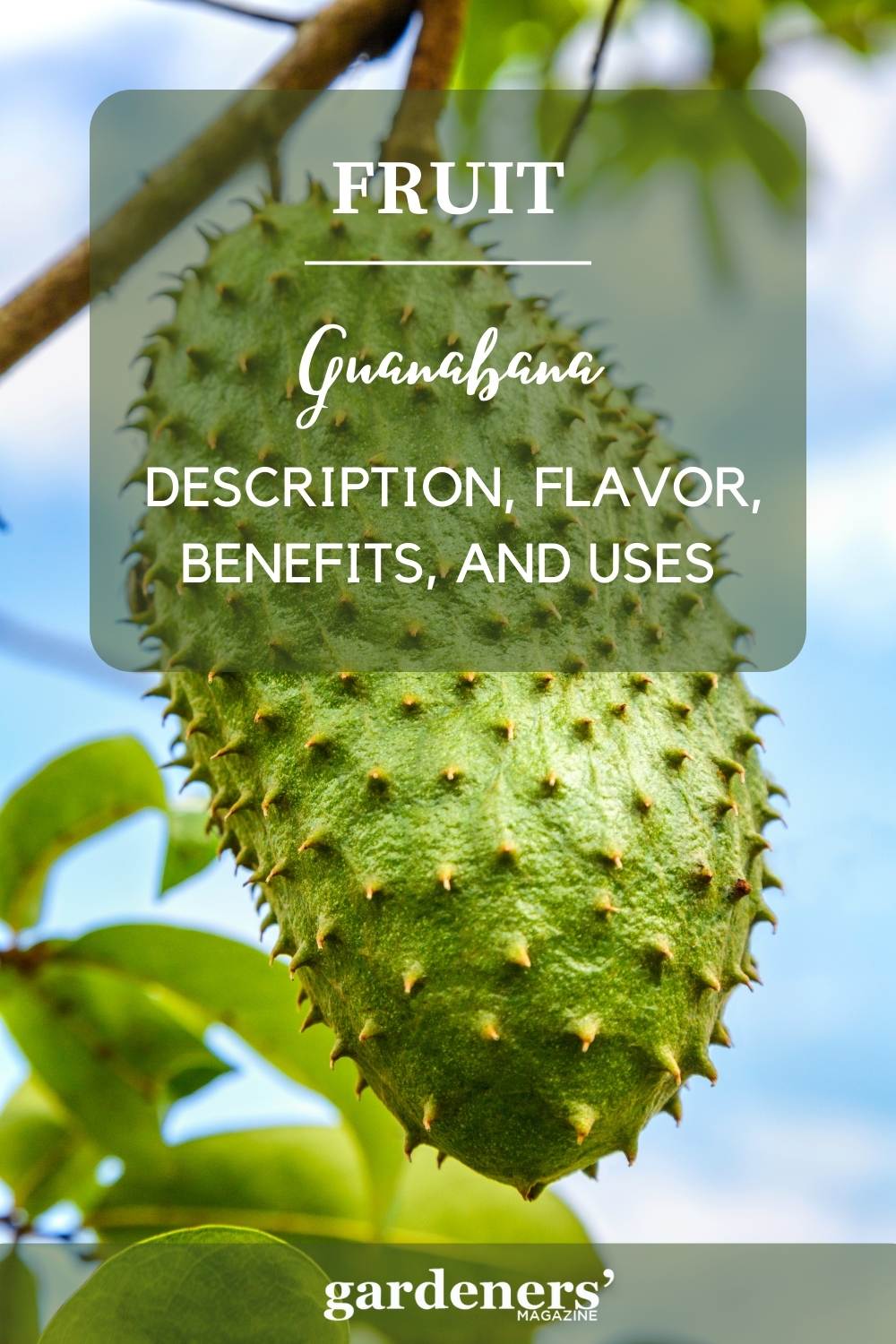 Guanabana: Description, Flavor, Benefits, And Uses - Gardeners' Magazine