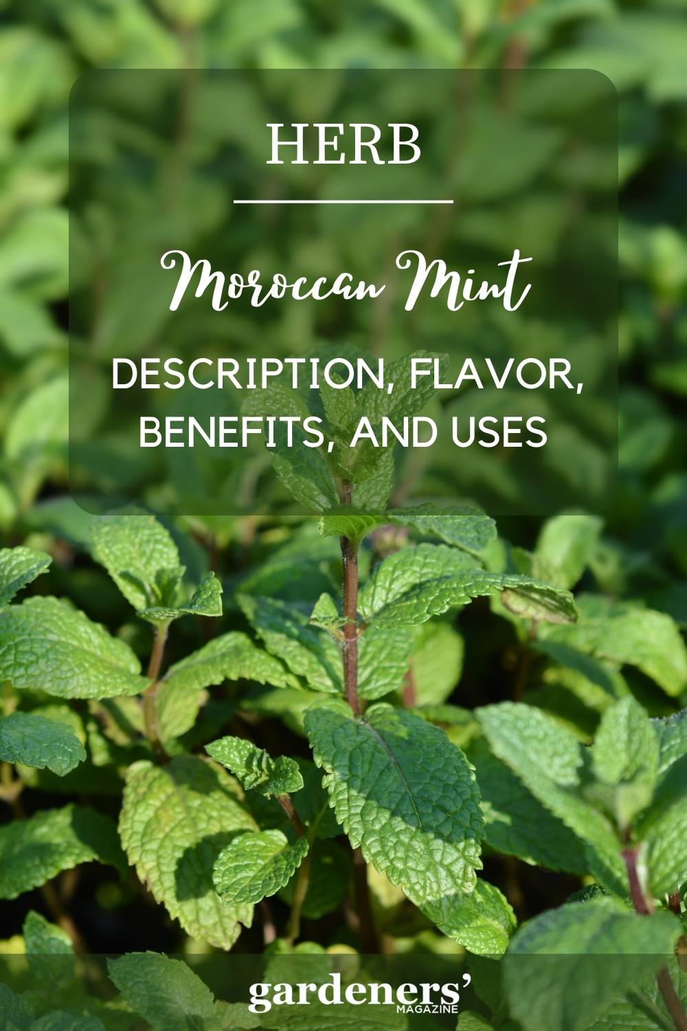 Moroccan Mint: Description, Flavor, Benefits, And Uses - Gardeners ...
