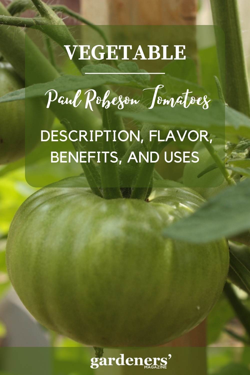 Paul Robeson Tomato: History, Taste, and Benefits - Gardeners' Magazine