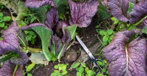 Red Mustard Greens: Description, Flavor, Benefits, And Uses - Gardeners ...