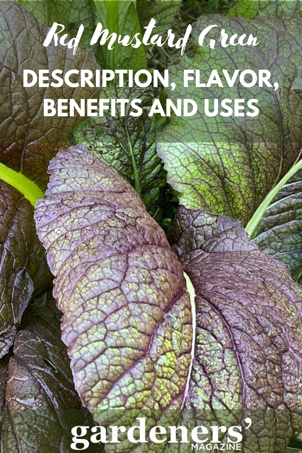 Red Mustard Greens: Description, Flavor, Benefits, And Uses - Gardeners ...
