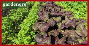 Red Mustard Greens: Description, Flavor, Benefits, And Uses - Gardeners ...