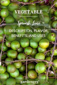 Spanish Lime (Mamoncillo): Benefits, Taste And Uses - Gardeners' Magazine