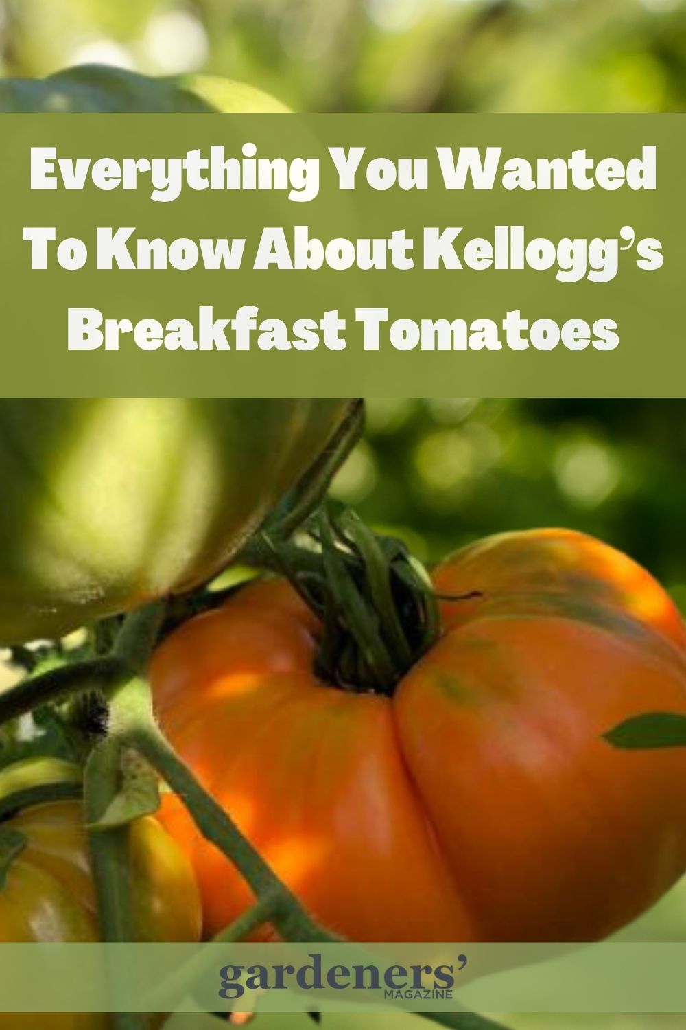 Everything You Wanted to Know About Kellogg's Breakfast Tomatoes - Gardeners' Magazine