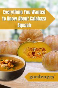 Everything You Wanted to Know About Calabaza Squash - Gardeners' Magazine