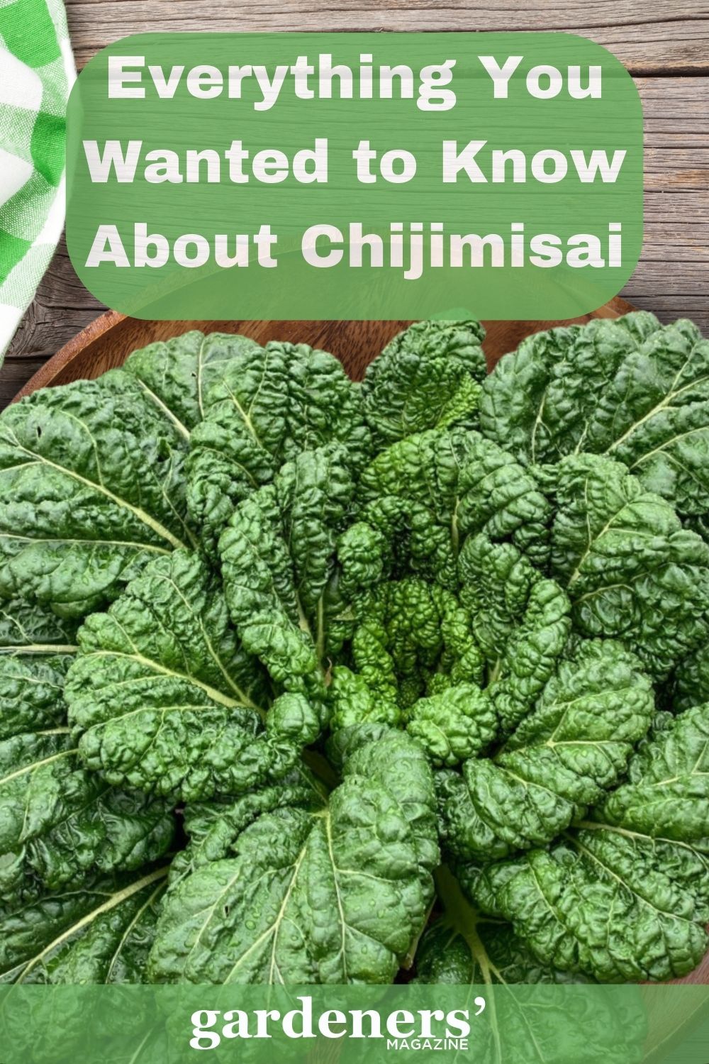 Everything You Wanted to Know About Chijimisai - Gardeners' Magazine