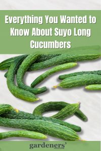 Everything You Wanted to Know About Suyo Long Cucumbers - Gardeners ...