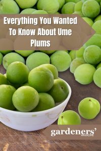 Everything You Wanted To Know About Ume Plums - Gardeners' Magazine