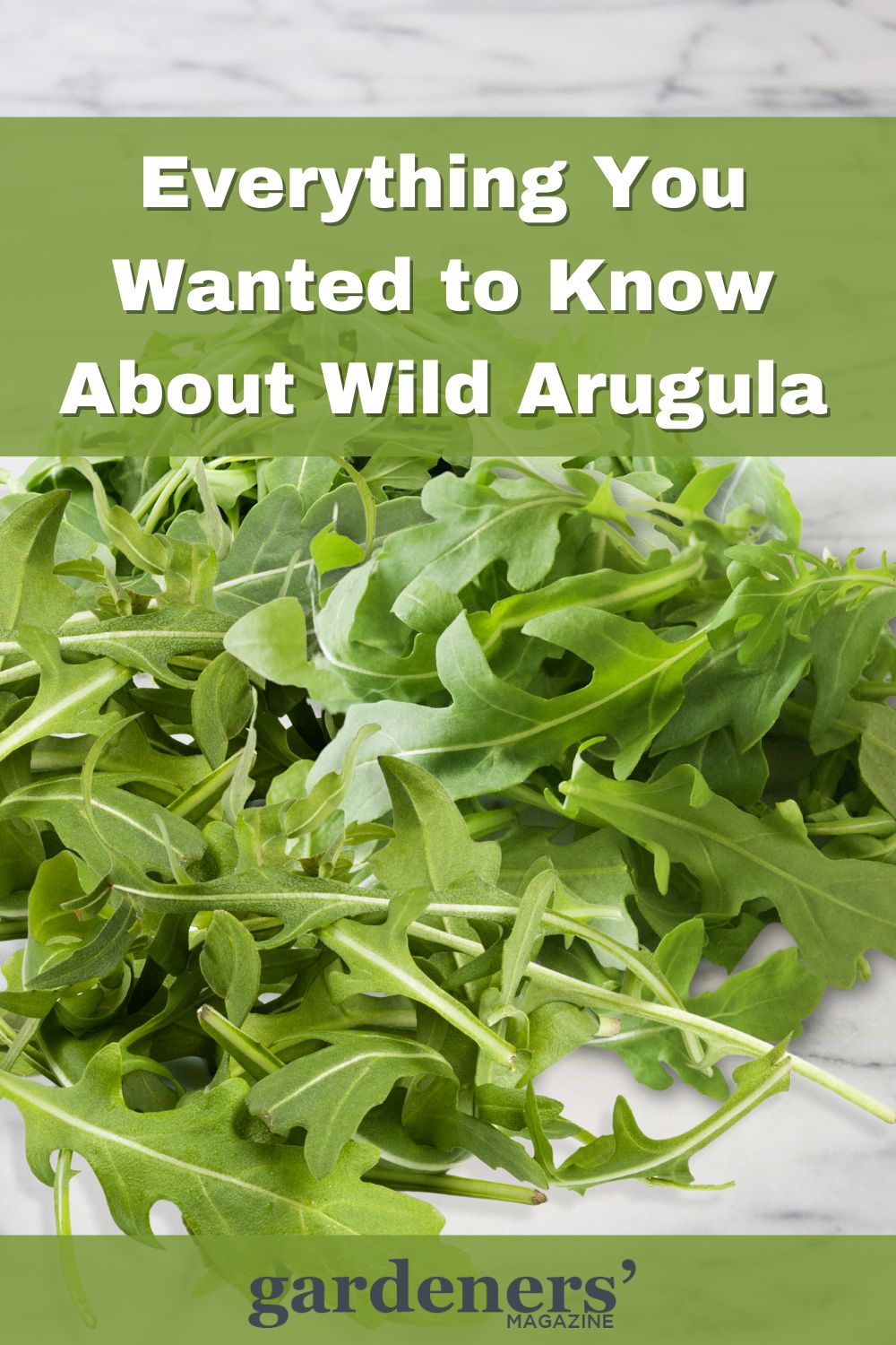 Everything You Wanted to Know About Wild Arugula - Gardeners' Magazine