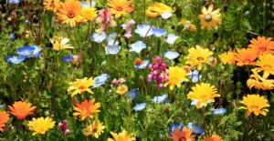 Flowers and Their Meanings: The Art of Flower Communication - Gardeners ...