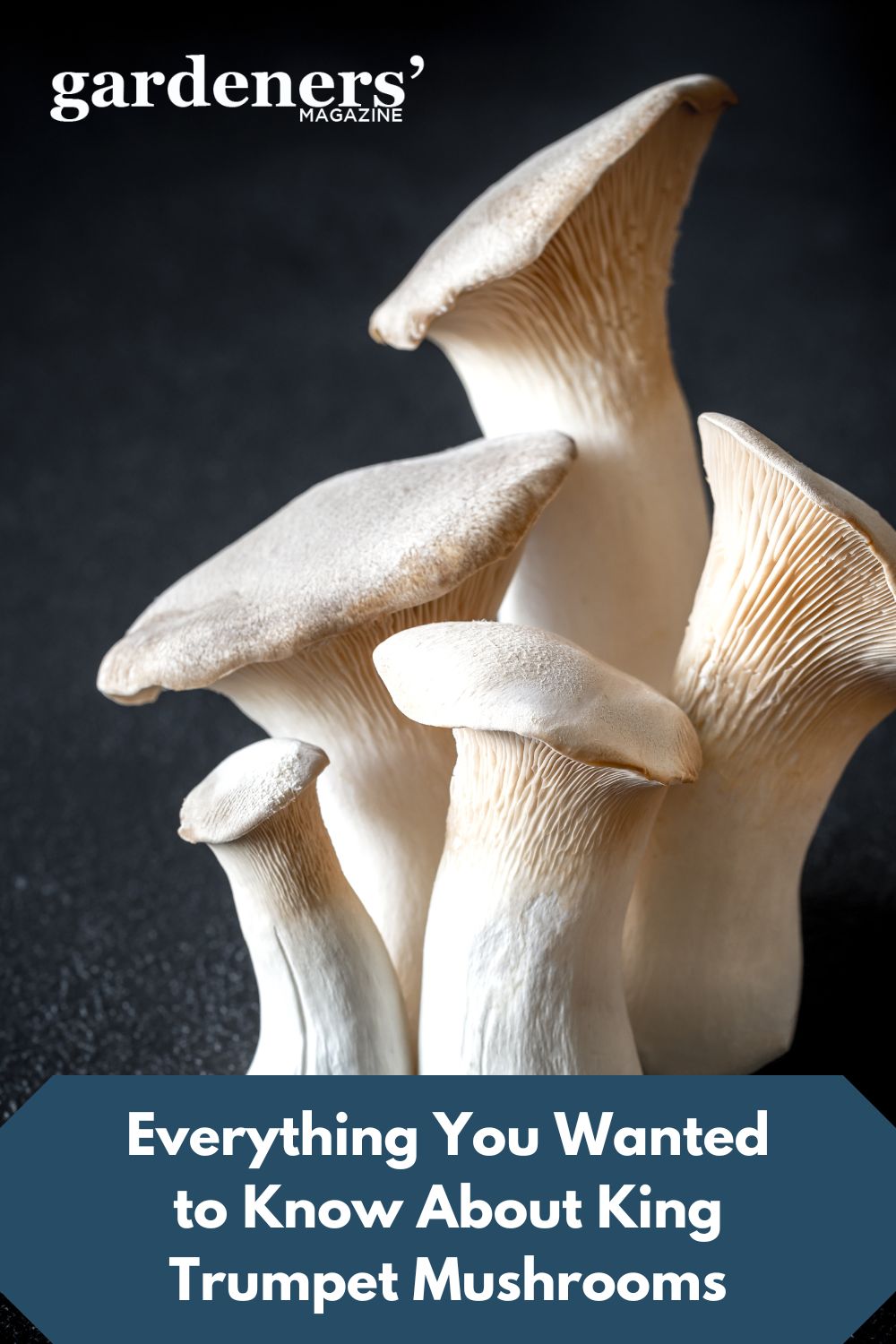 Everything You Wanted To Know About King Trumpet Mushrooms