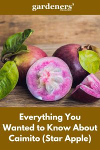 Everything You Wanted To Know About Caimito (Star Apple)