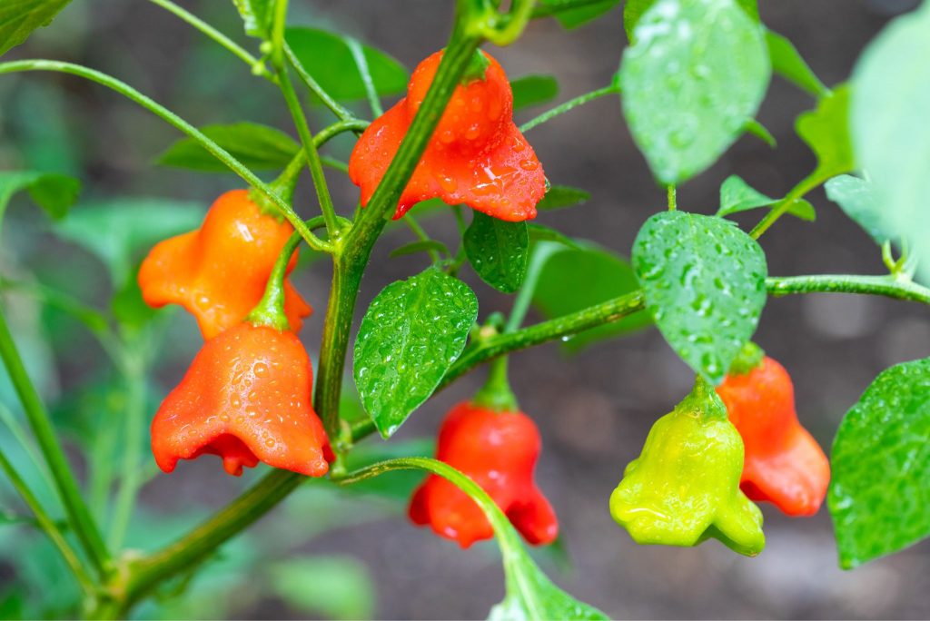 Everything You Wanted To Know About Bishop's Crown Peppers