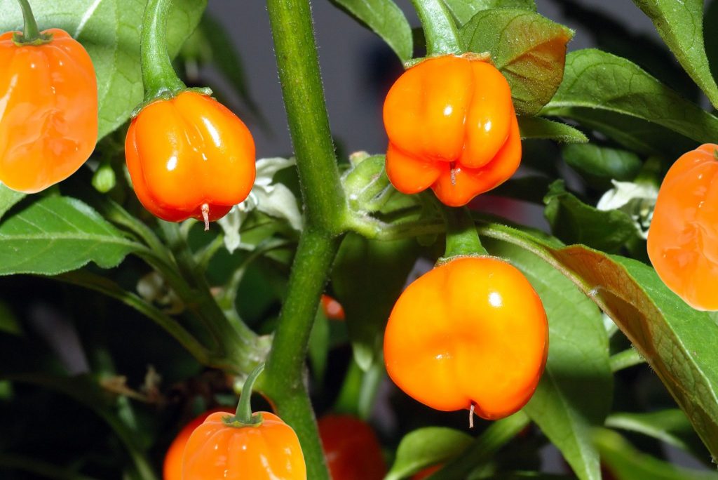 Everything You Wanted To Know About Capsicum Chinense