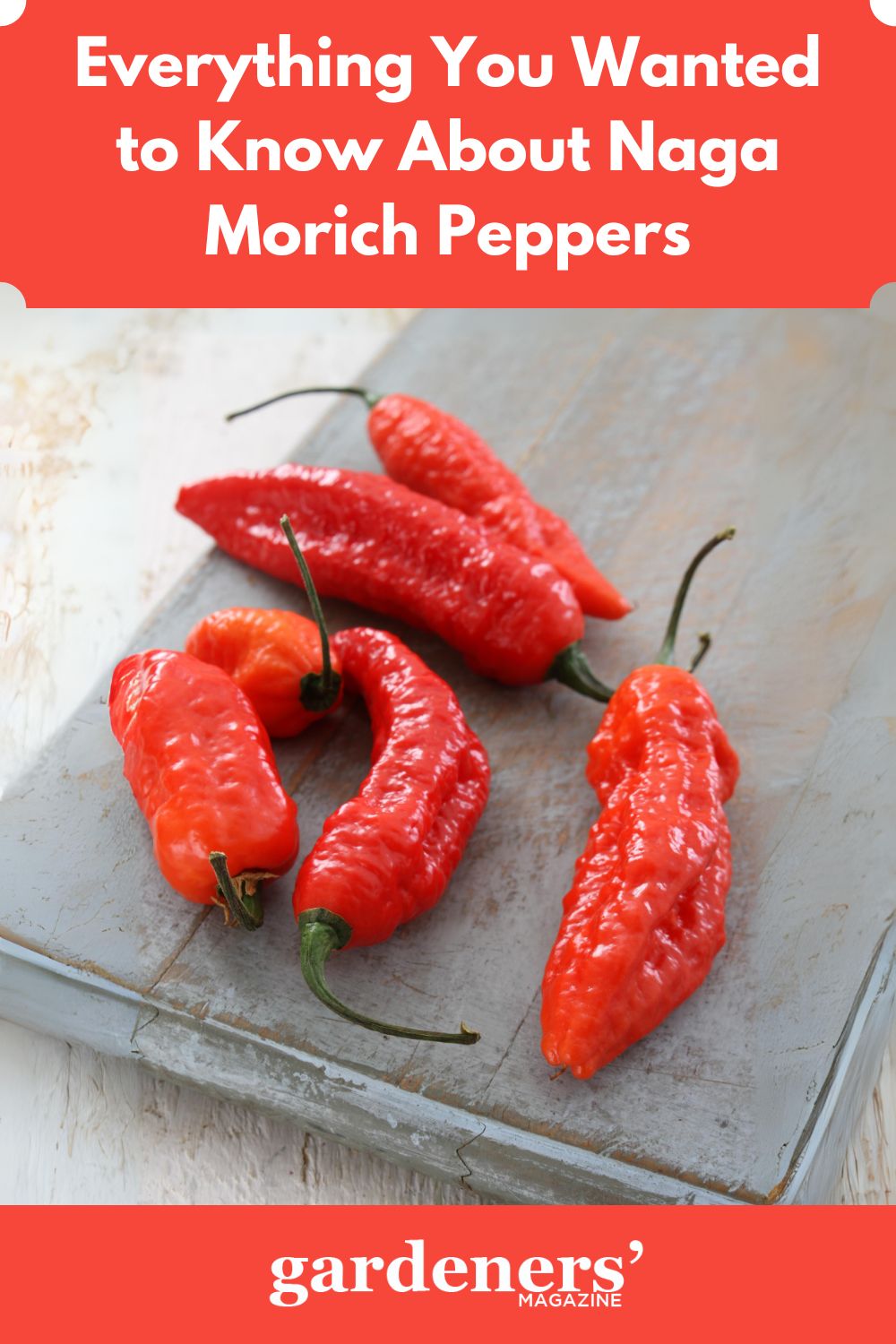 Everything You Wanted To Know About Naga Morich Peppers