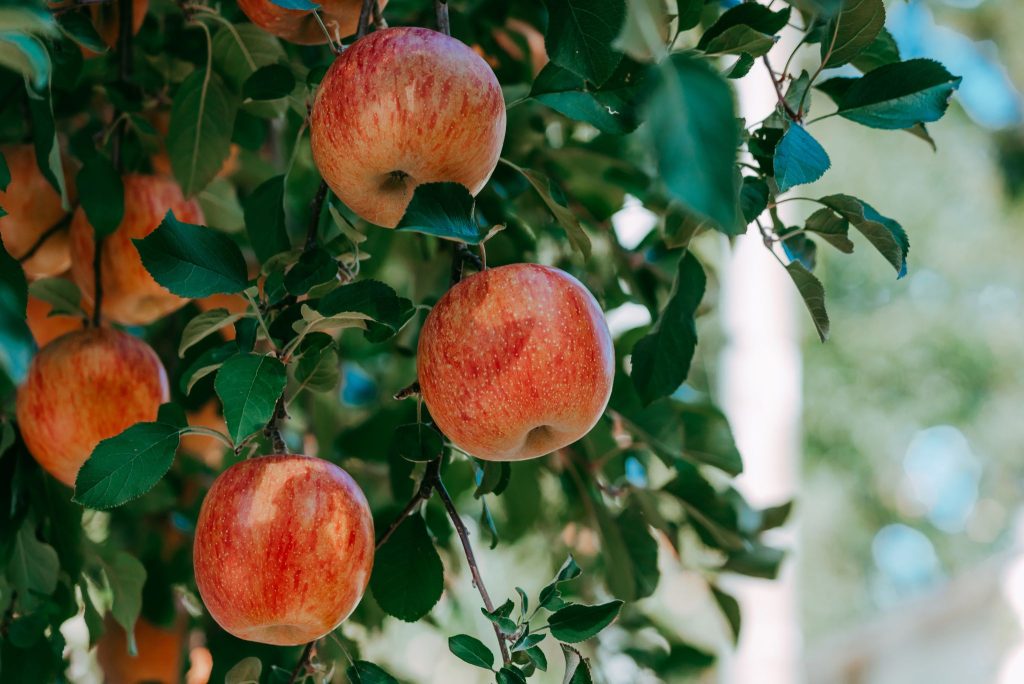 Everything You Wanted To Know About Grapple Apples