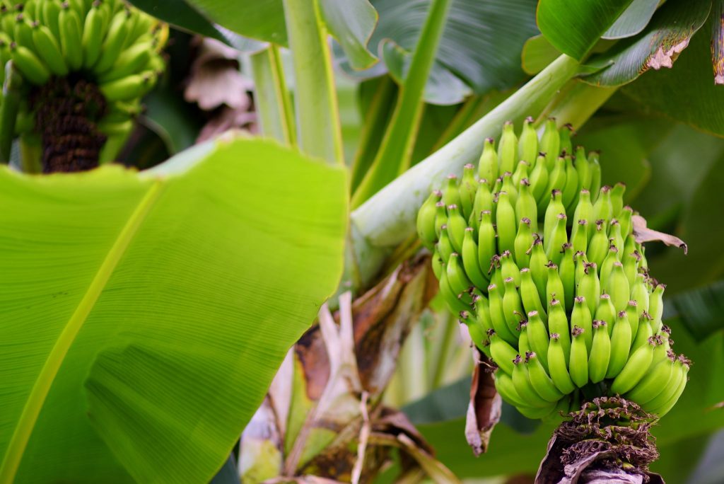 Everything You Wanted To Know About Lady Finger Bananas Everything You Wanted To Know About Lady Finger Bananas