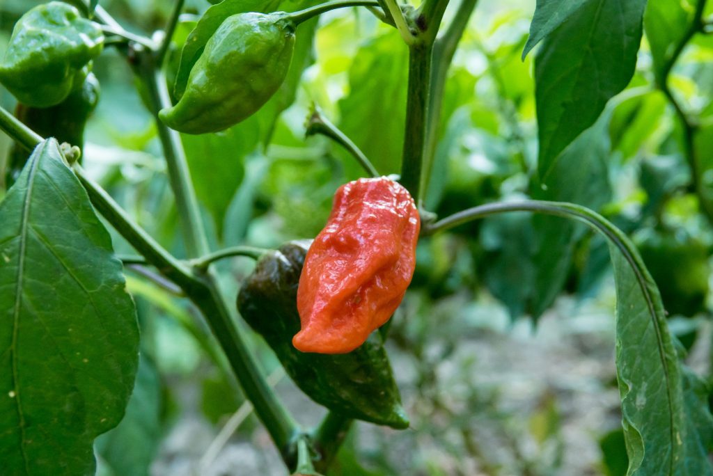 Everything You Wanted To Know About Naga Morich Peppers