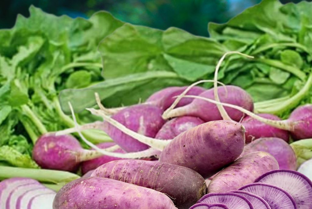 Everything You Wanted To Know About Purple Radish
