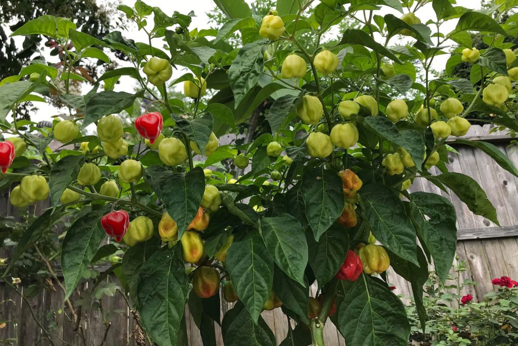 Everything You Wanted To Know About Red Savina Pepper