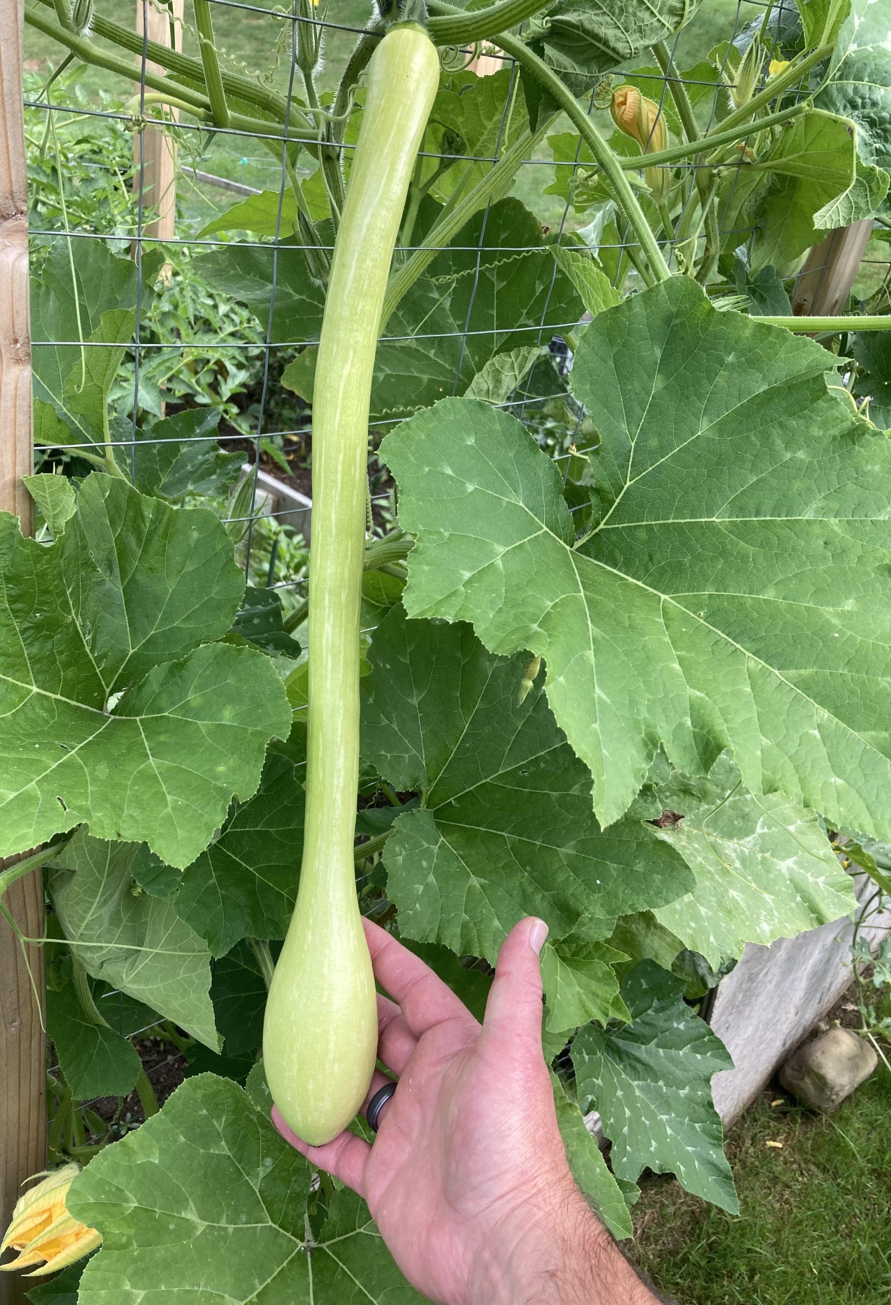 Everything You Wanted To Know About Zucchino Rampicante Squash