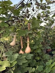 Everything You Wanted To Know About Zucchino Rampicante Squash