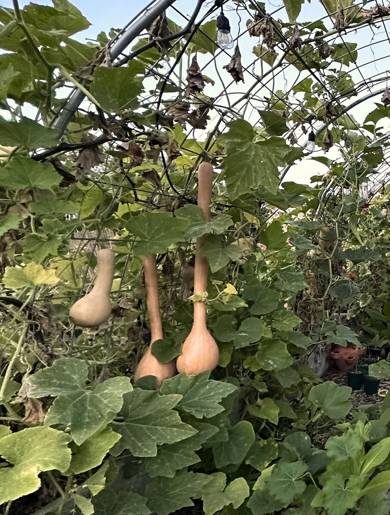 Everything You Wanted To Know About Zucchino Rampicante Squash