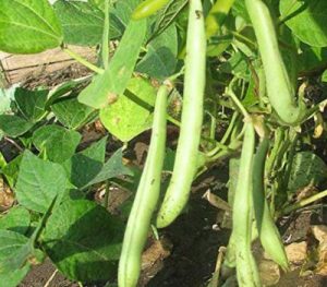 Beans Types and Varieties: A Comprehensive Overview