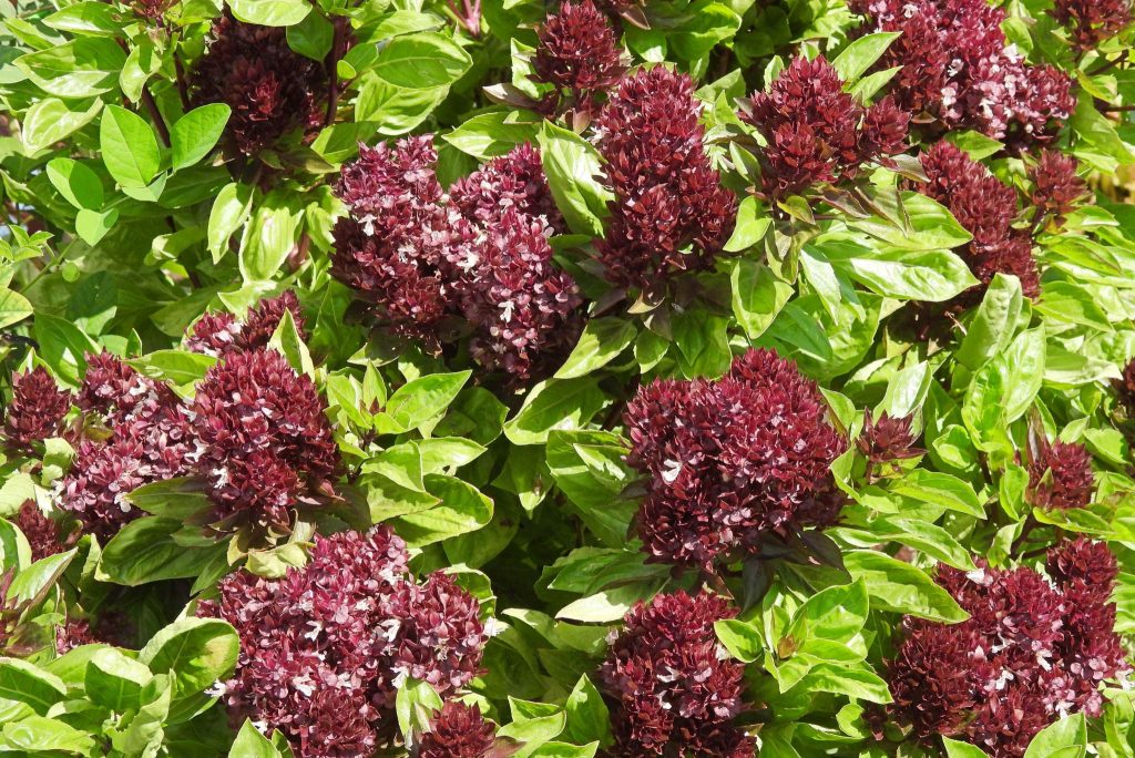 Everything You Wanted To Know About Cardinal Basil