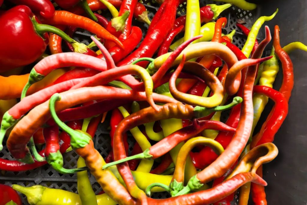 Everything You Wanted To Know About Corbaci Peppers