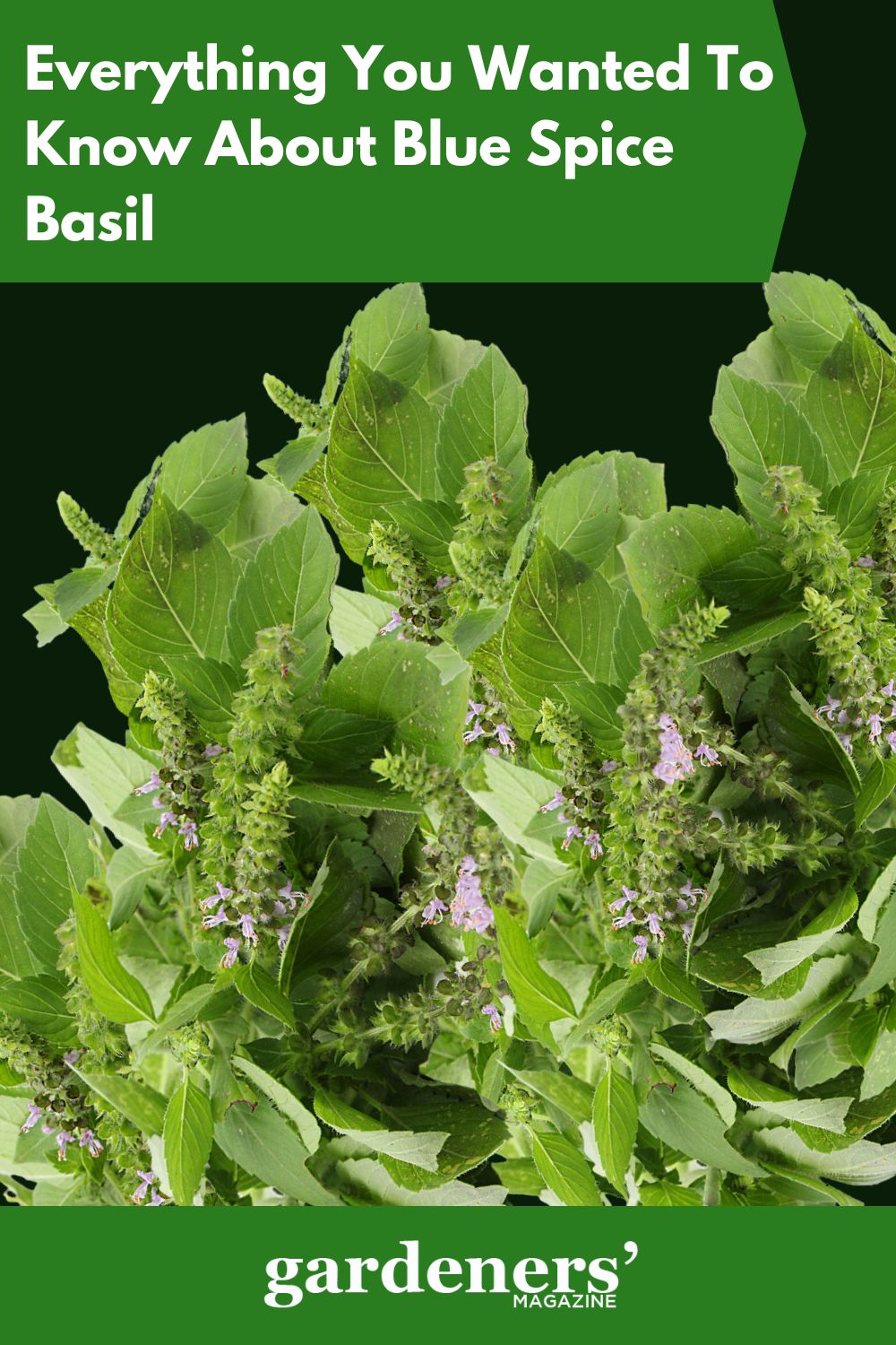 Everything You Wanted To Know About Blue Spice Basil