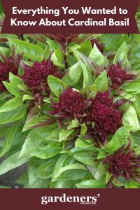 Everything You Wanted To Know About Cardinal Basil