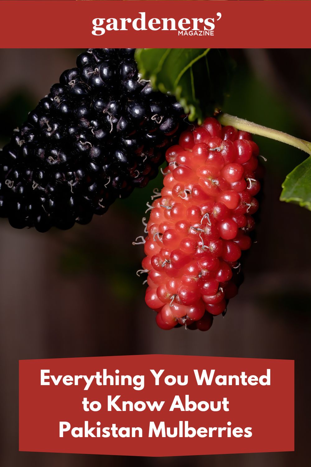 Everything You Wanted To Know About Pakistan Mulberries