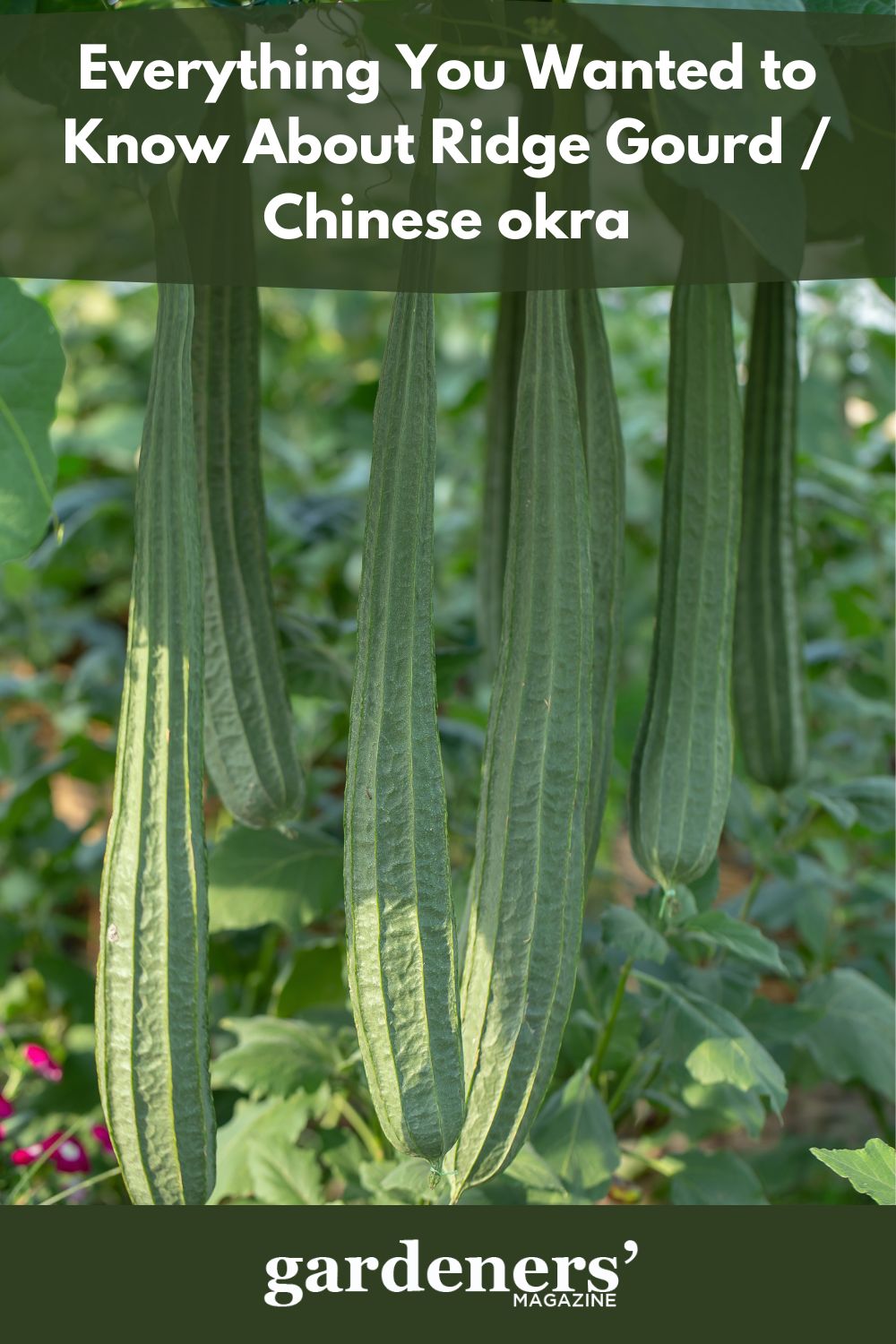 Everything You Wanted To Know About Ridge Gourd / Chinese Okra