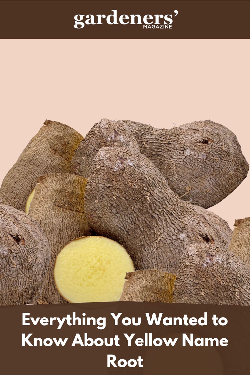 Everything You Wanted To Know About Yellow Name Root