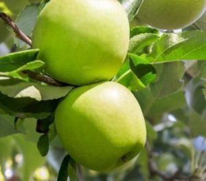 Apple Types and Varieties: A Comprehensive Overview