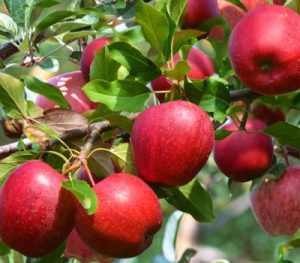 Apple Types and Varieties: A Comprehensive Overview