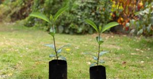 Nance Fruit: Nutrition, Benefits, And Uses