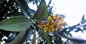 Nance Fruit: Nutrition, Benefits, And Uses