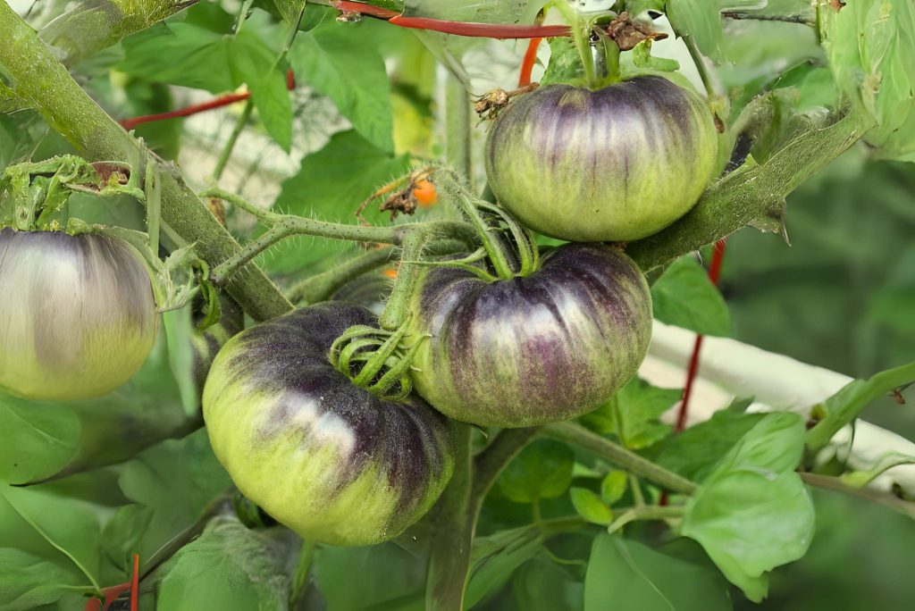 Everything You Wanted To know about Blue Beauty Tomato