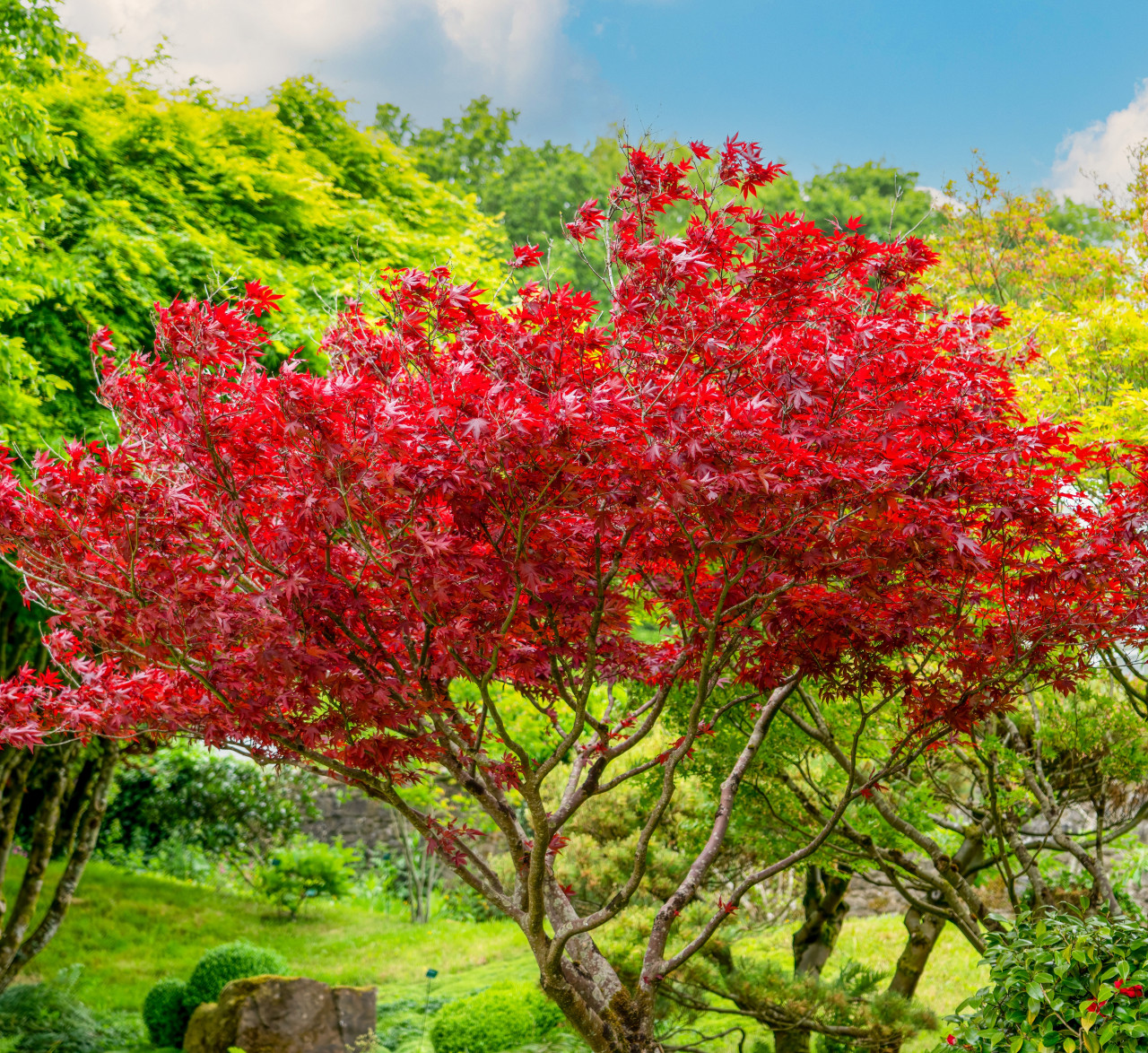 List of Japanese Trees - Gardeners' Magazine