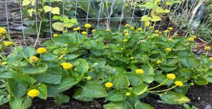 Toothache Plants: How to Plant, Grow, and Harvest Buzz Button Flower ...