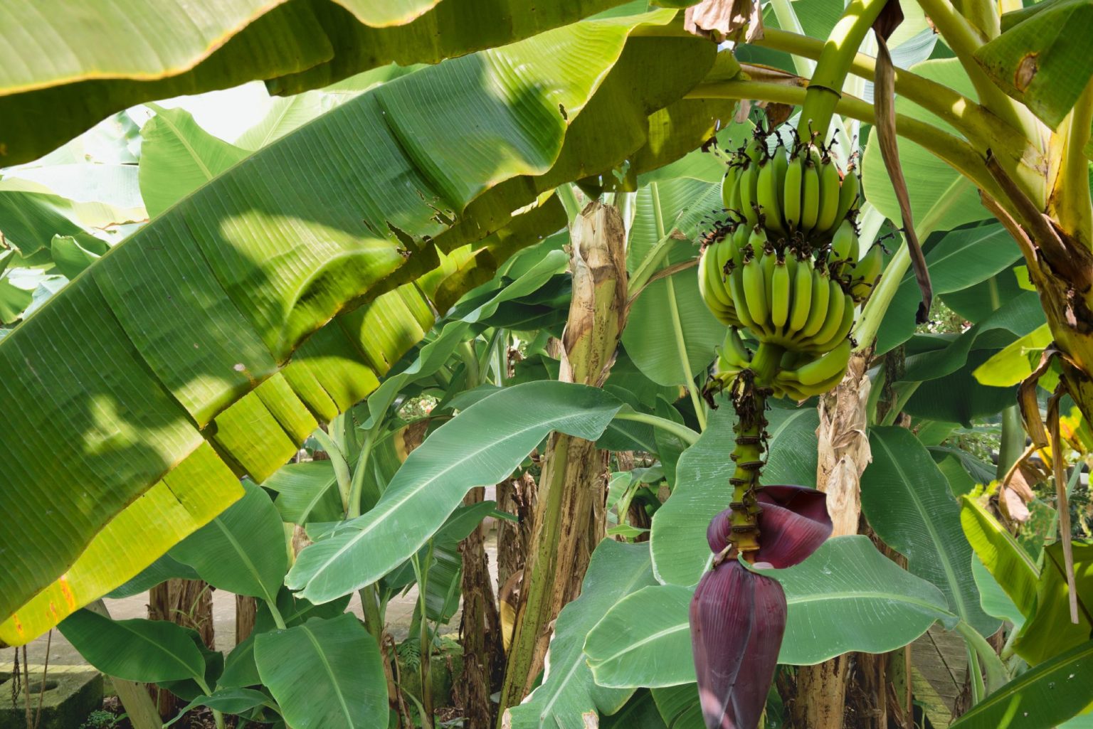 Banana Leaves: Benefits, Uses, Growing Tips & Cultural Information
