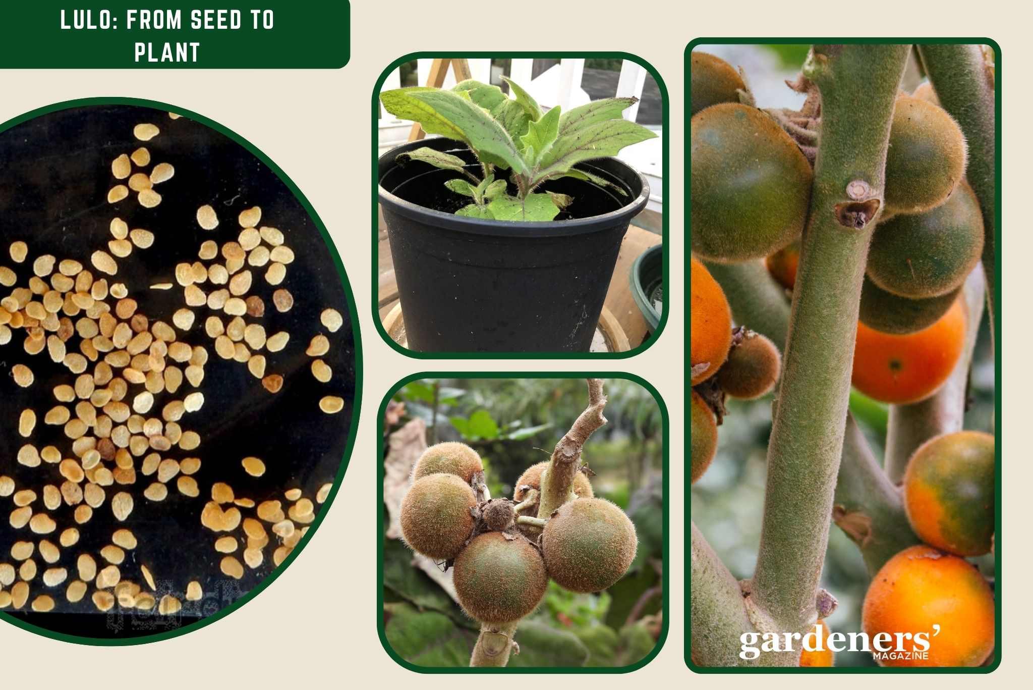 Lulo: Description, Flavor, Benefits, And Uses - Gardeners' Magazine