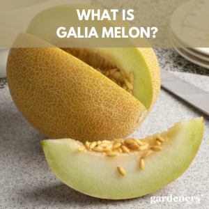 Everything you Wanted to Know About Galia Melon