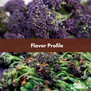 Purple Broccoli: Description, Flavor, Benefits, And Uses - Gardeners ...