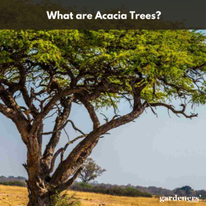 Acacia Trees: History, Description, Types, Uses & More... - Gardeners ...