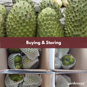 Guanabana: Description, Flavor, Benefits, And Uses - Gardeners' Magazine