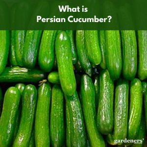 Everything You Wanted To Know About Persian Cucumbers
